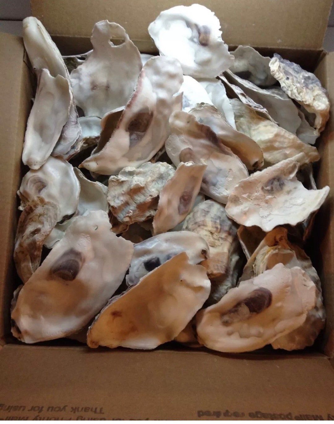 Oyster Shells Broken for Garden Driveways Decor Clean No Smell -9 Lbs ...