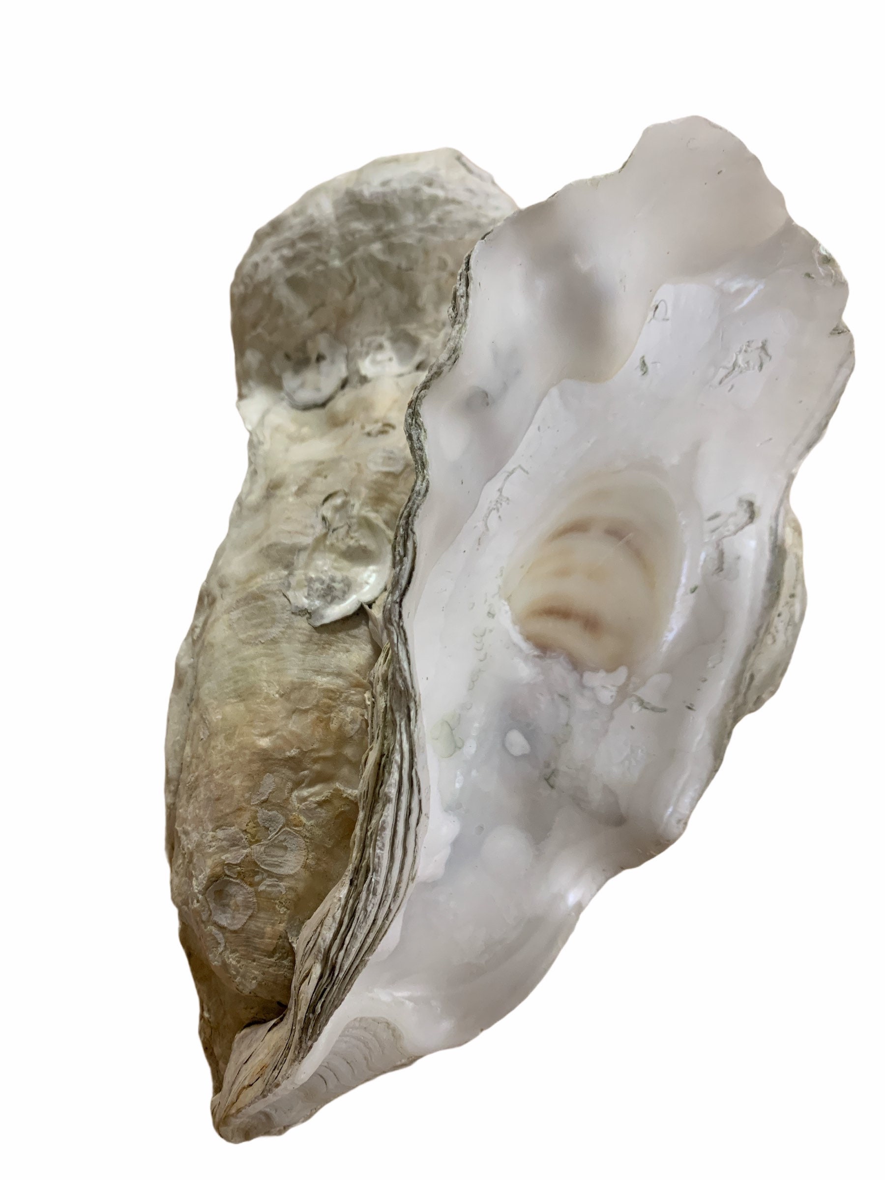 Rare Large Oyster Shell Cluster 10 inches Clean Decor Craft | Etsy