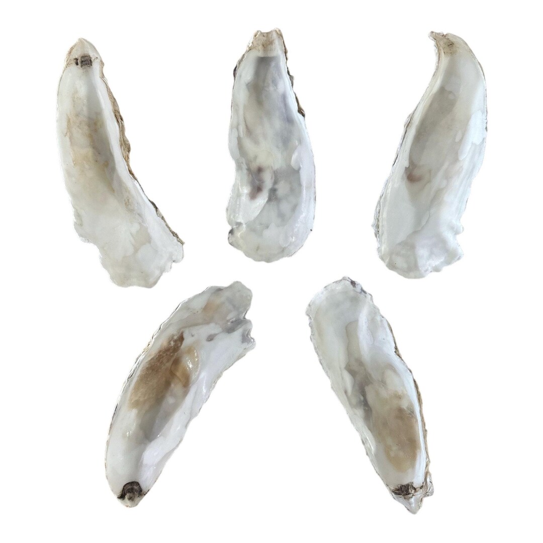 15 Giant Narrow Cupped Oyster Shells 7-9” Clean for Painting, Aquariums ...