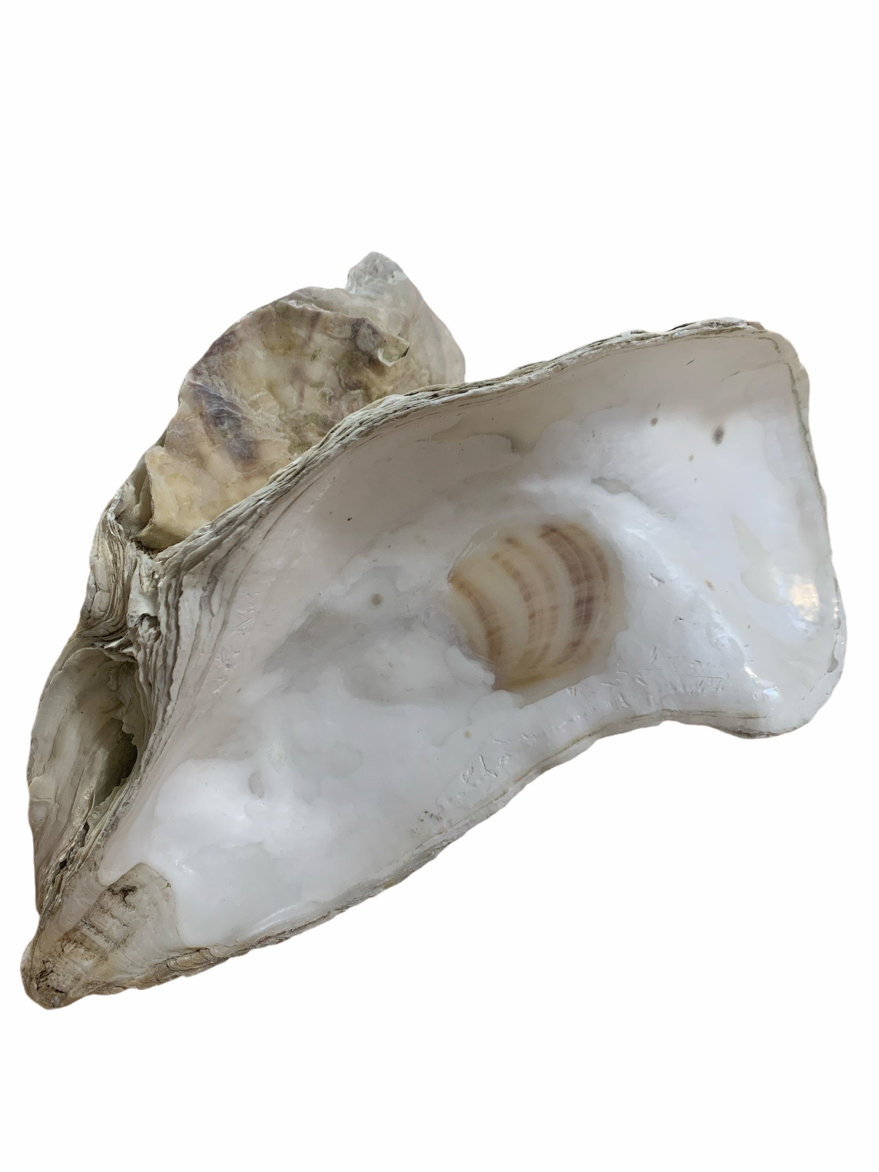 Rare Large Oyster Shell Cluster 10 inches Clean Decor Craft | Etsy