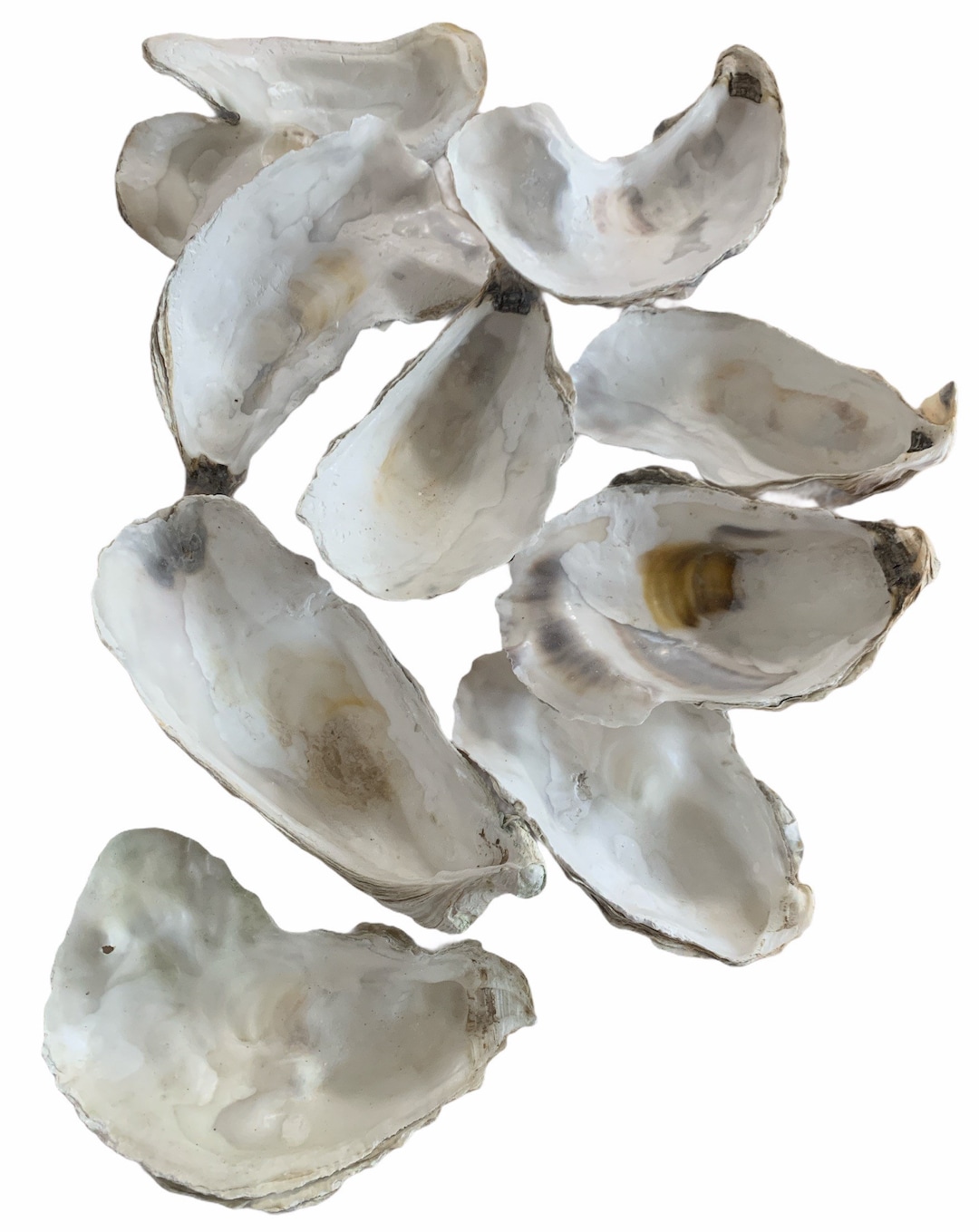 24 Large Oyster Shells 5,6,7,8 Inch Broken Cups Clean No Smell Art ...
