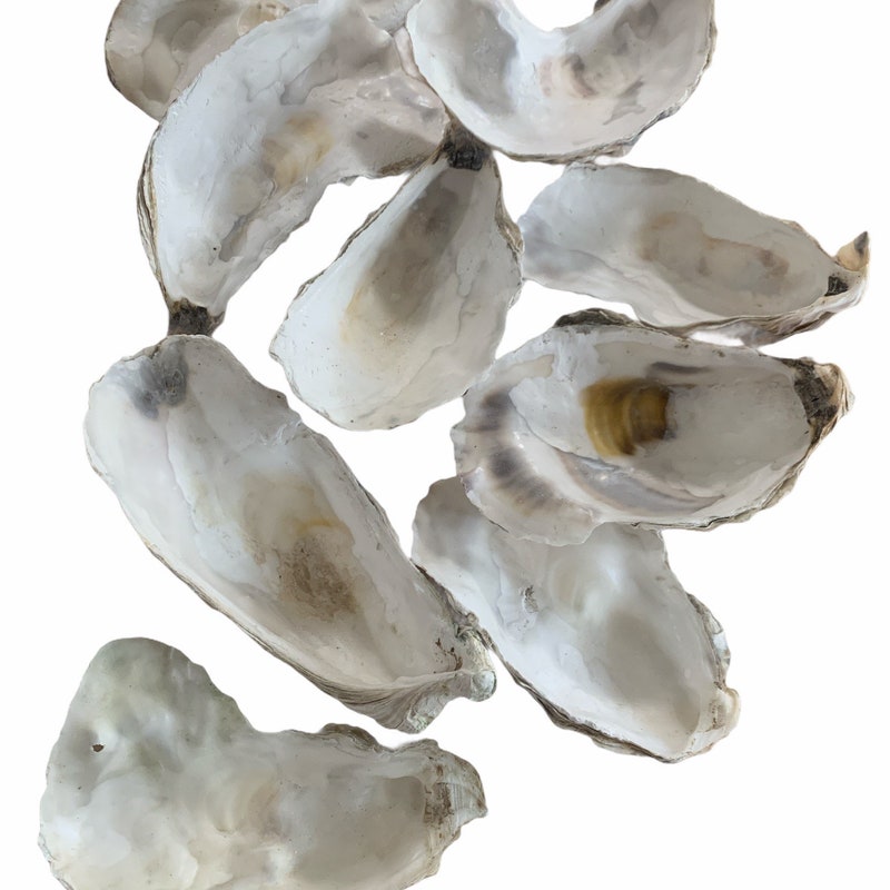 Broken Shell Rings - Etsy