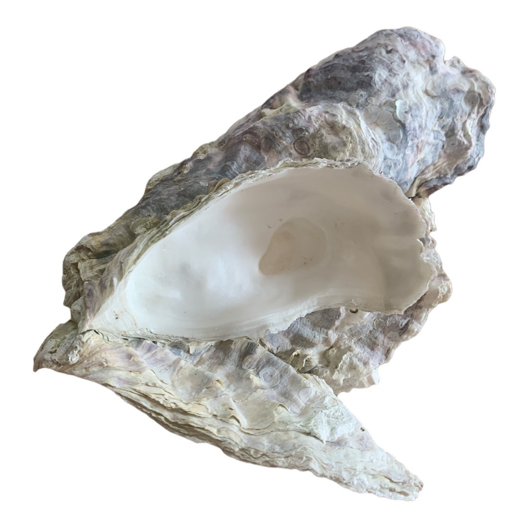 Rare Large Oyster Shell Cluster 10 Inches Clean Decor Craft Aquarium ...