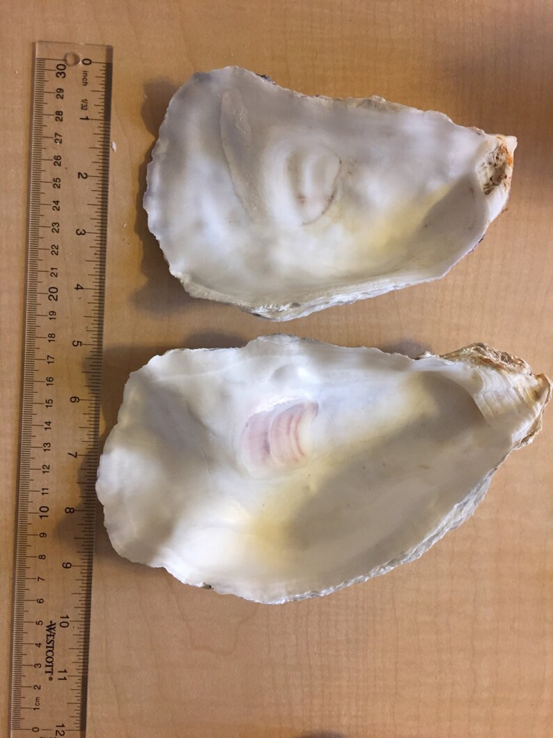 12 Large Oyster Shell 7 to 9 Inch Clean No Smell Art Craft - Etsy