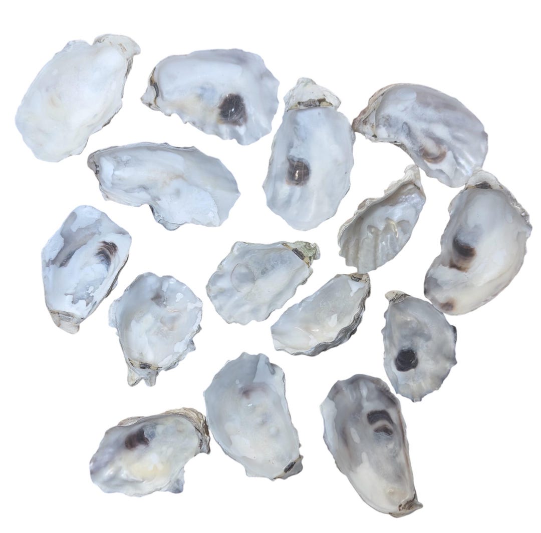 3-4.5” Clean Oyster Shells Bulk | Cupped for Decoupage, Painting, Ring ...