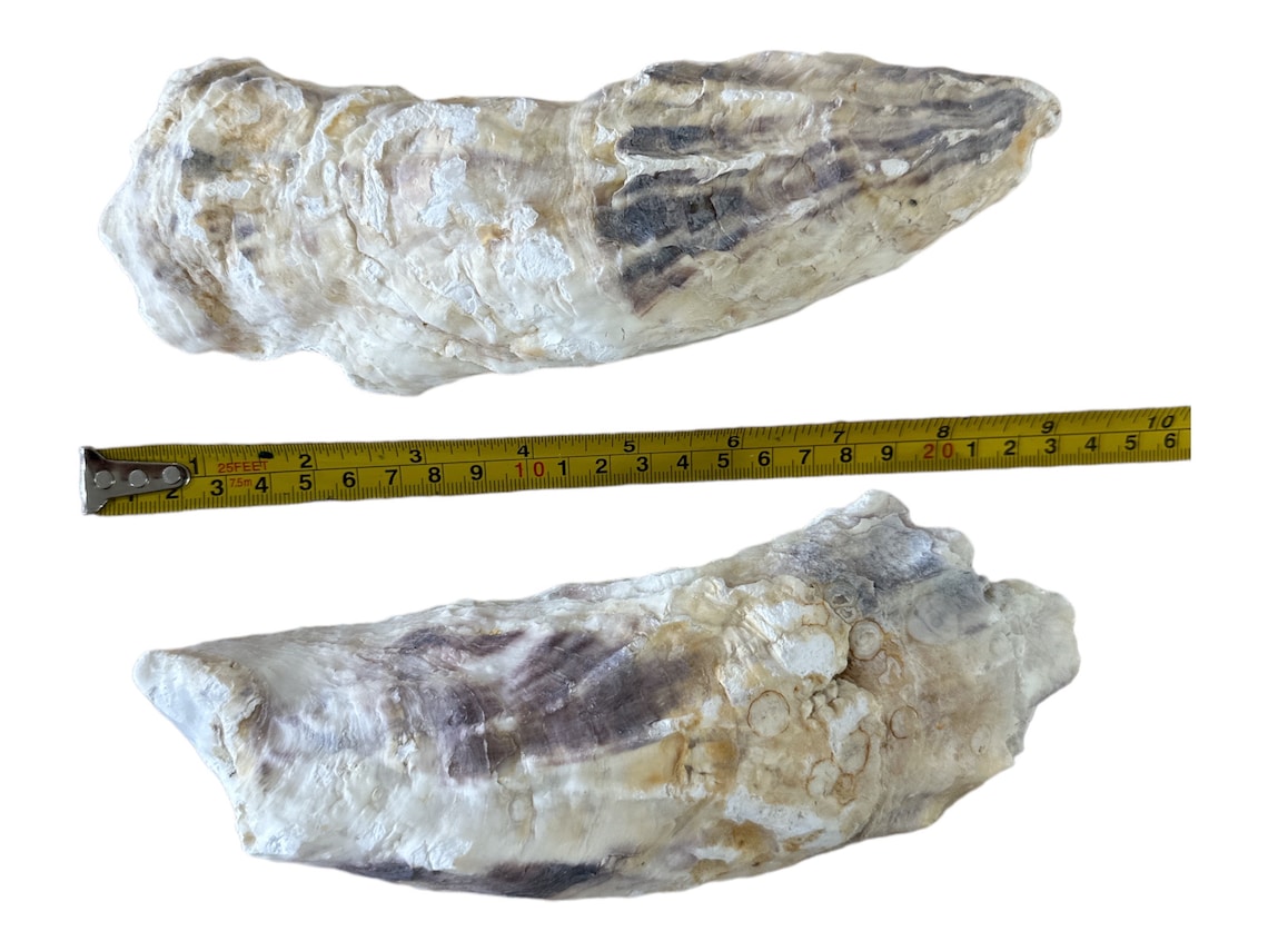 15 Giant Narrow Cupped Oyster Shells 7-9” Clean for Painting, Aquariums ...