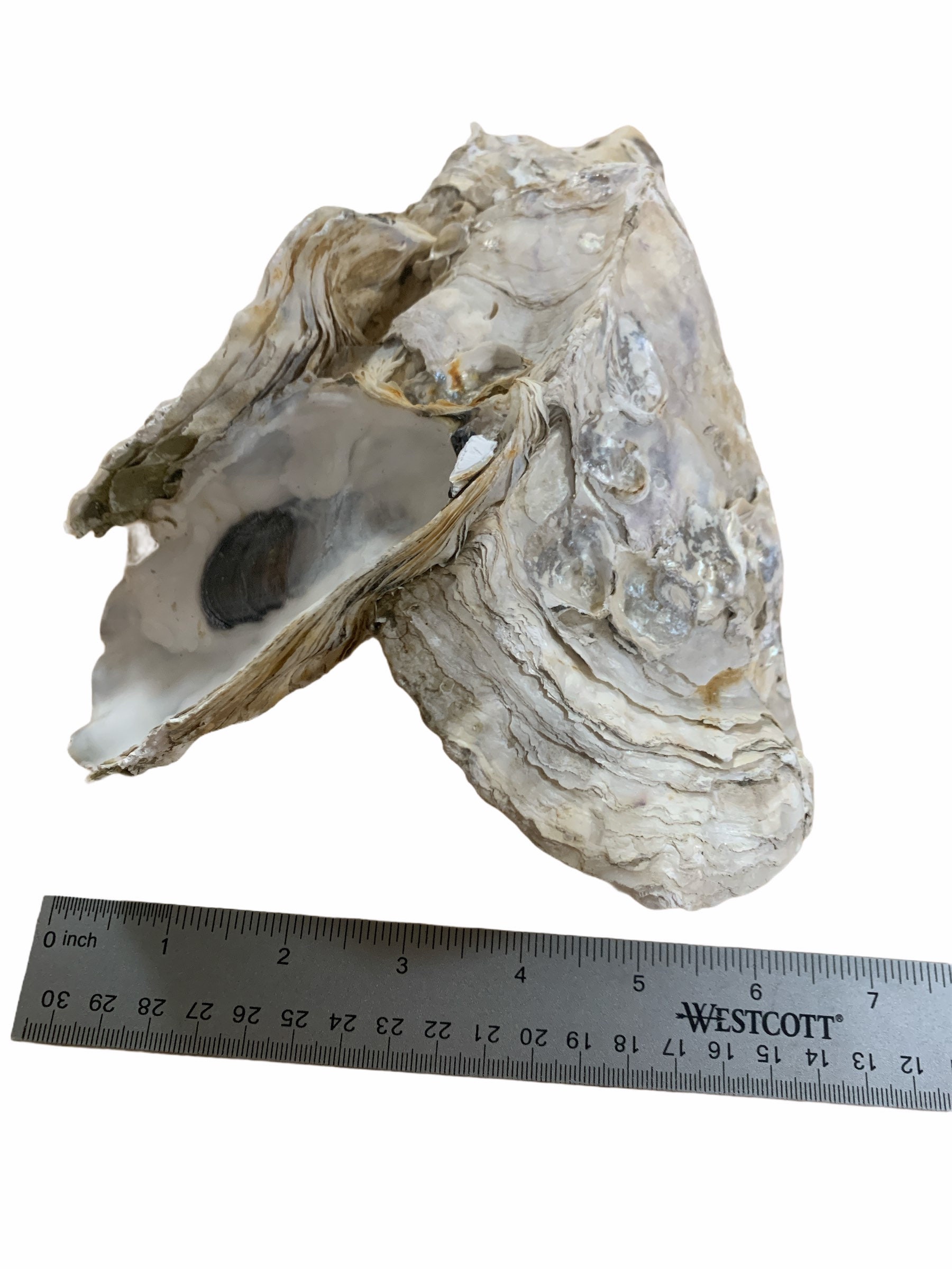 Rare Large Oyster Shell Cluster 9 inches Clean Decor Craft | Etsy