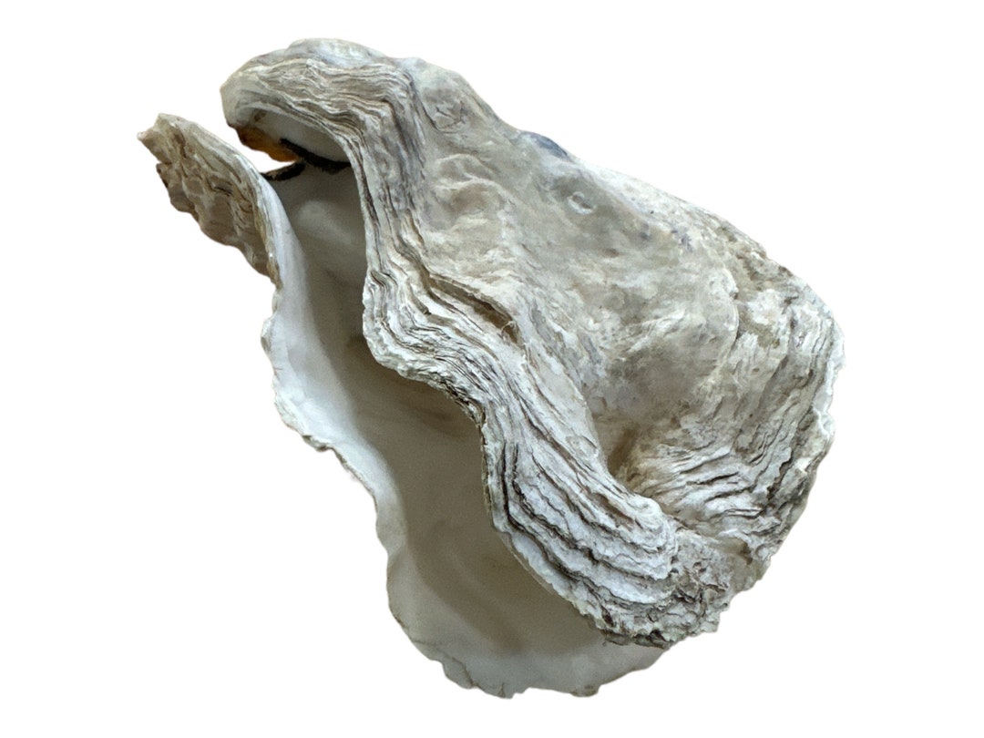 Large Oyster Shell 8 Inch Long and 4 1/2” Wide Clean No Smell Art Craft ...