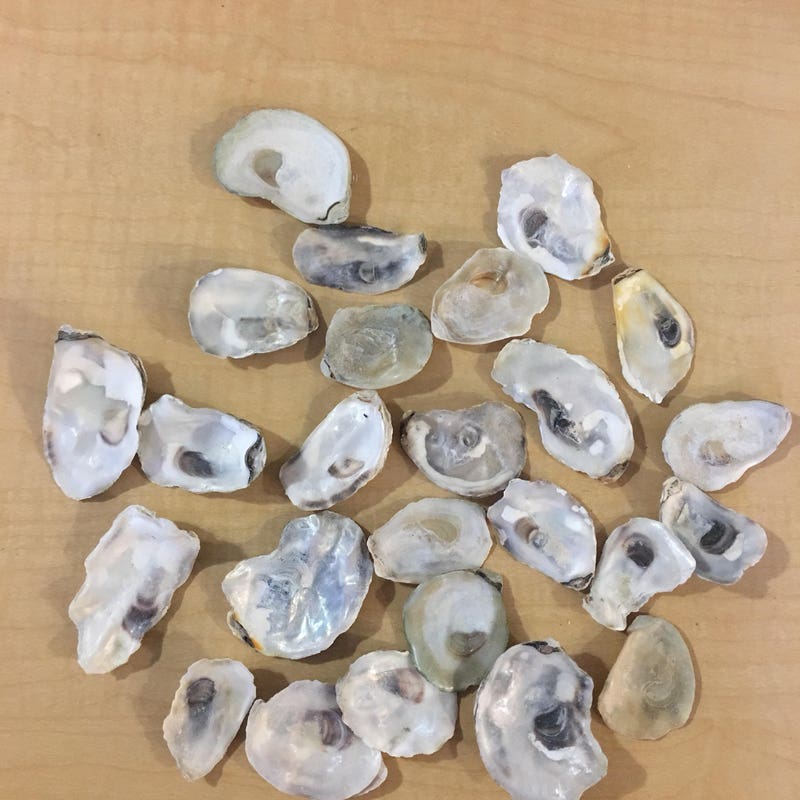Oyster Shell - Etsy