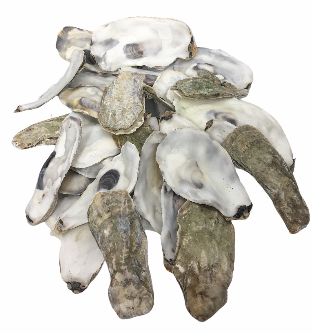 35 to 40 Large Oyster Shells 5 to 7 Clean No Smell Art Craft Painting ...