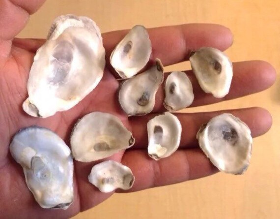 50 Small Baby Oyster Shells Craft Clean | Etsy