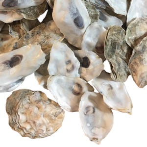 180 Oyster Shells 3-4.5 Inch Flat Side Clean No Smell Place Cards Art ...