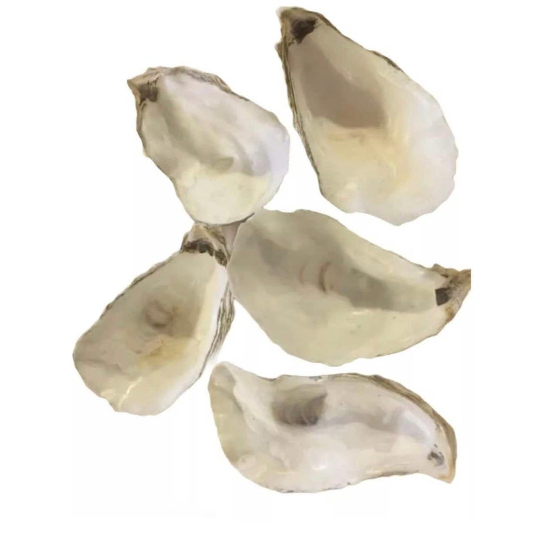 Extra Large Oyster Shells 7 to 9 Inch Clean Art Craft Wedding Painting ...