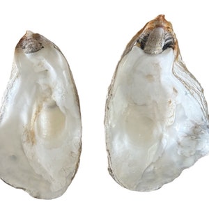 Large Oyster Shell 10 Inch Long and 5 1/2” Wide Clean No Smell Art ...