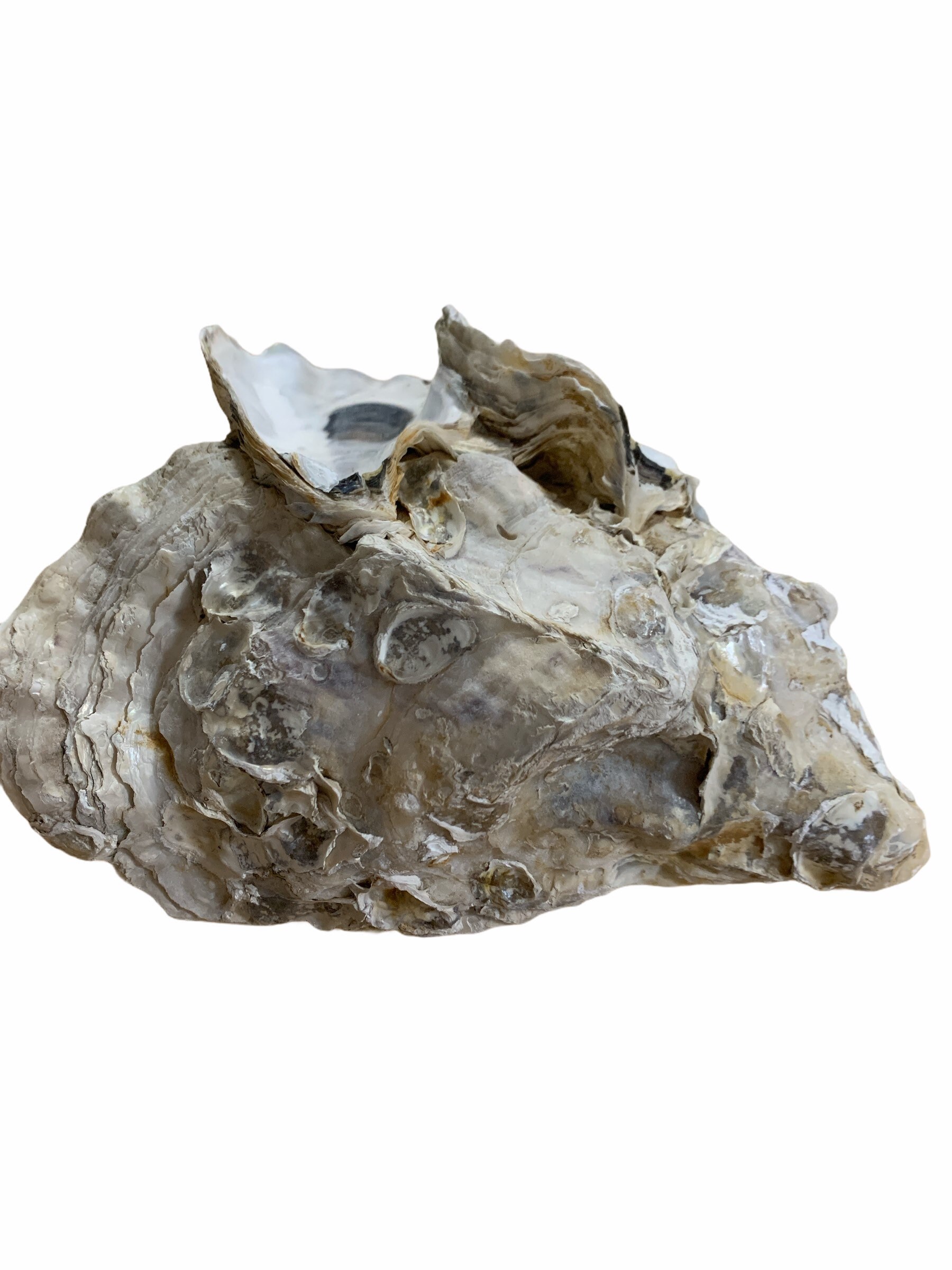 Rare Large Oyster Shell Cluster 9 inches Clean Decor Craft | Etsy