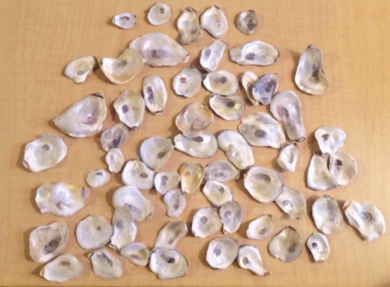 50 Small Baby Oyster Shells Craft Clean | Etsy