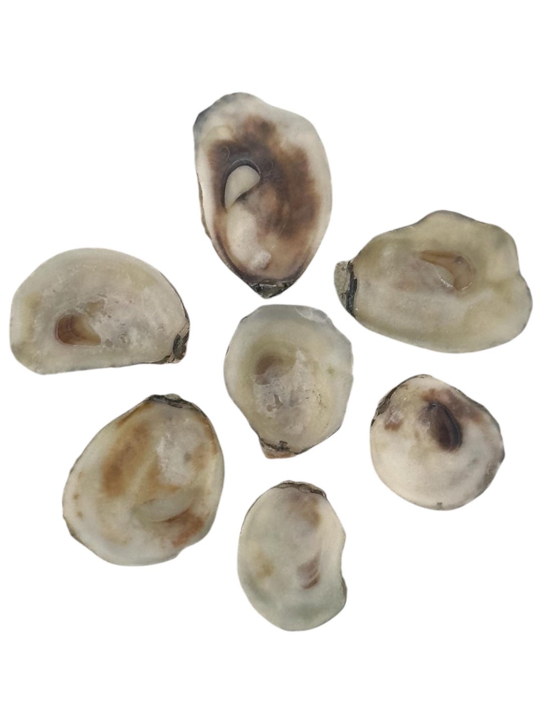 50 Small Baby Oyster Shells Craft Clean Jewelry *bulk* - Etsy