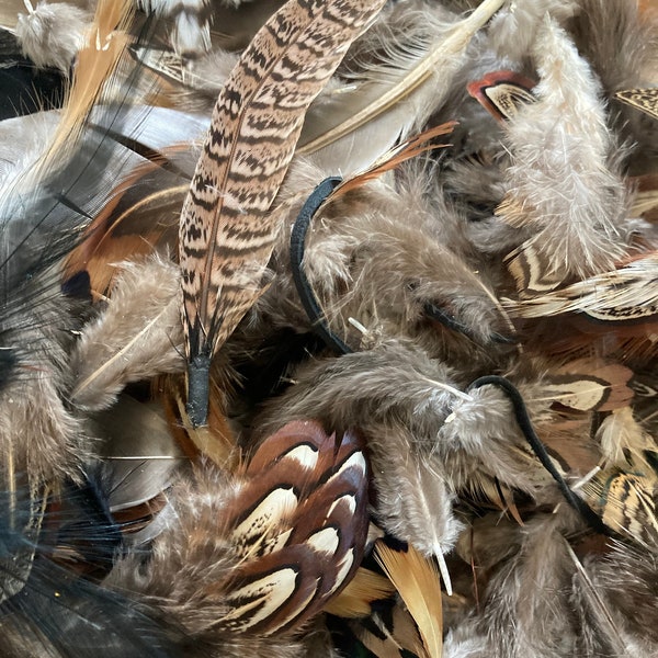 Real Bird Feathers - Etsy