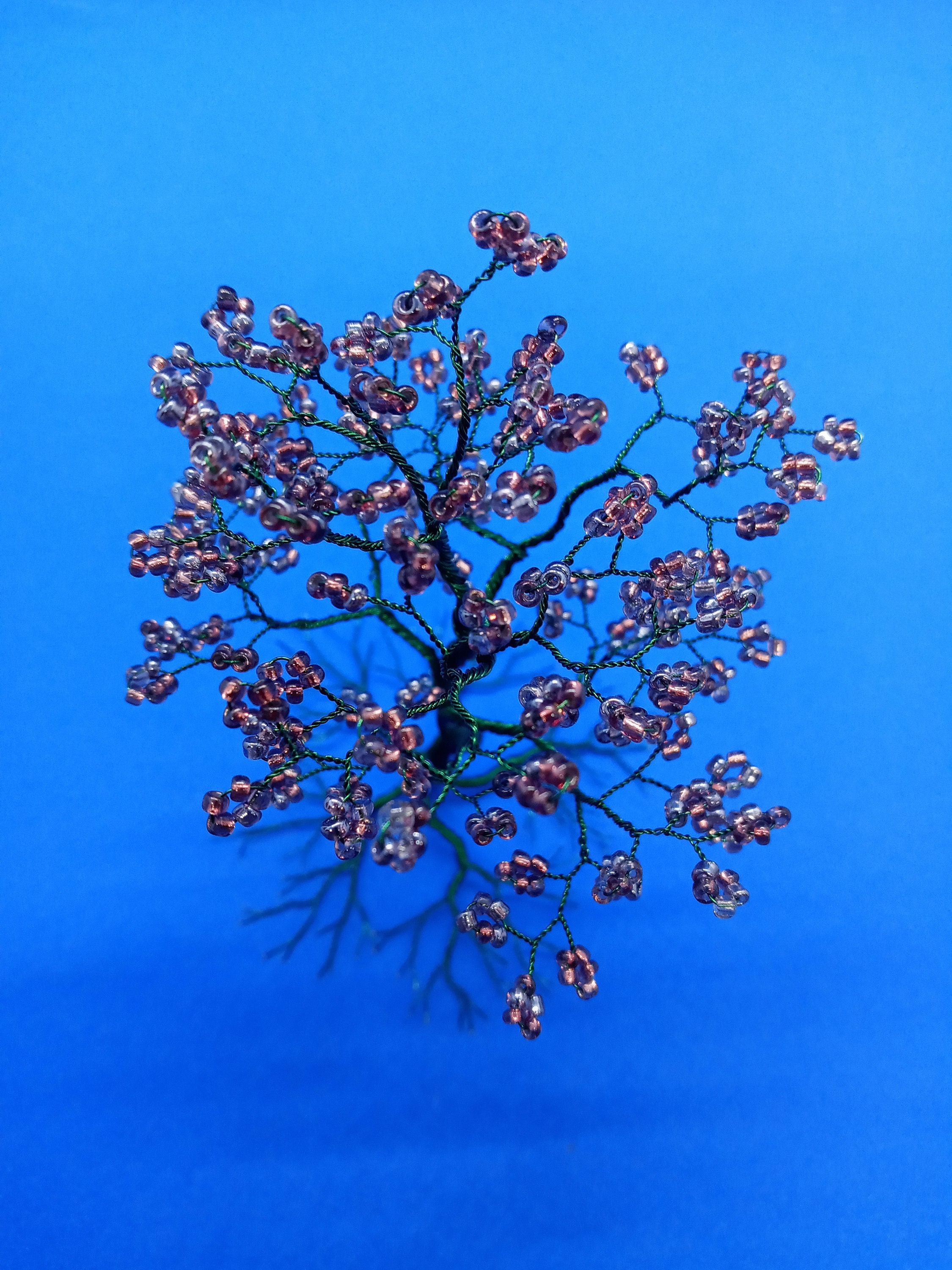 T1004 - Grape Japanese Maple Tree - Etsy