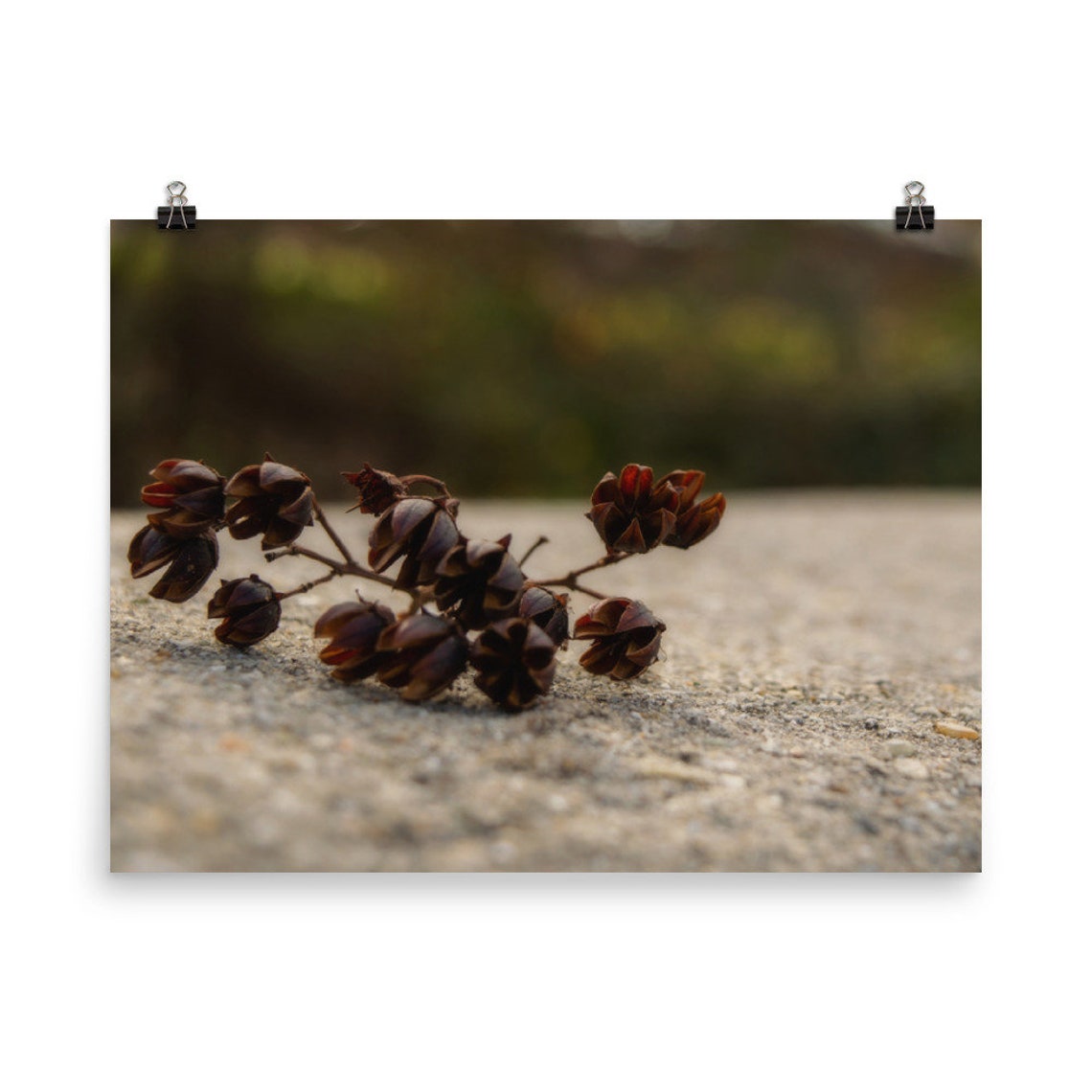 Poster Crepe Myrtle Seed Pods by Karen Harrison Brown | Etsy