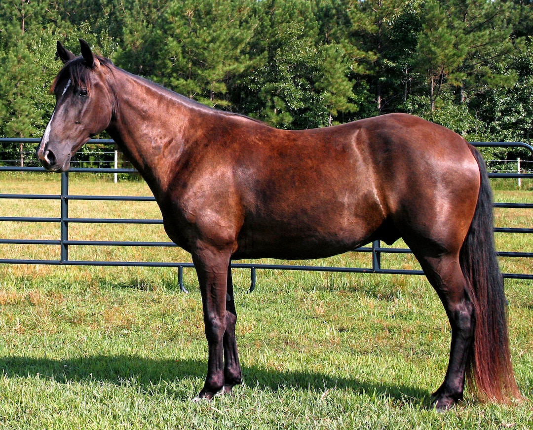 Tennessee Walker Digital Download by Karen Harrison Brown - Etsy