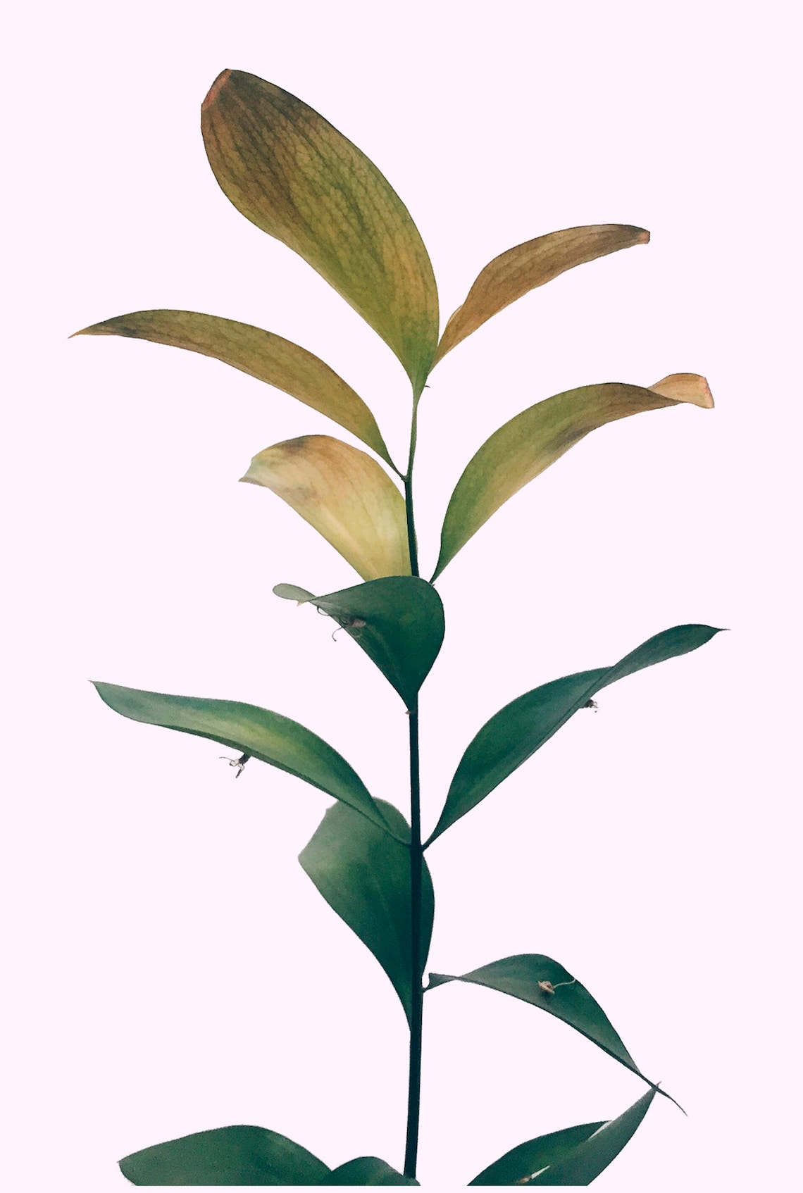 Plant Light Box Wooden Led Lamp Bedside Table Lamp Night - Etsy