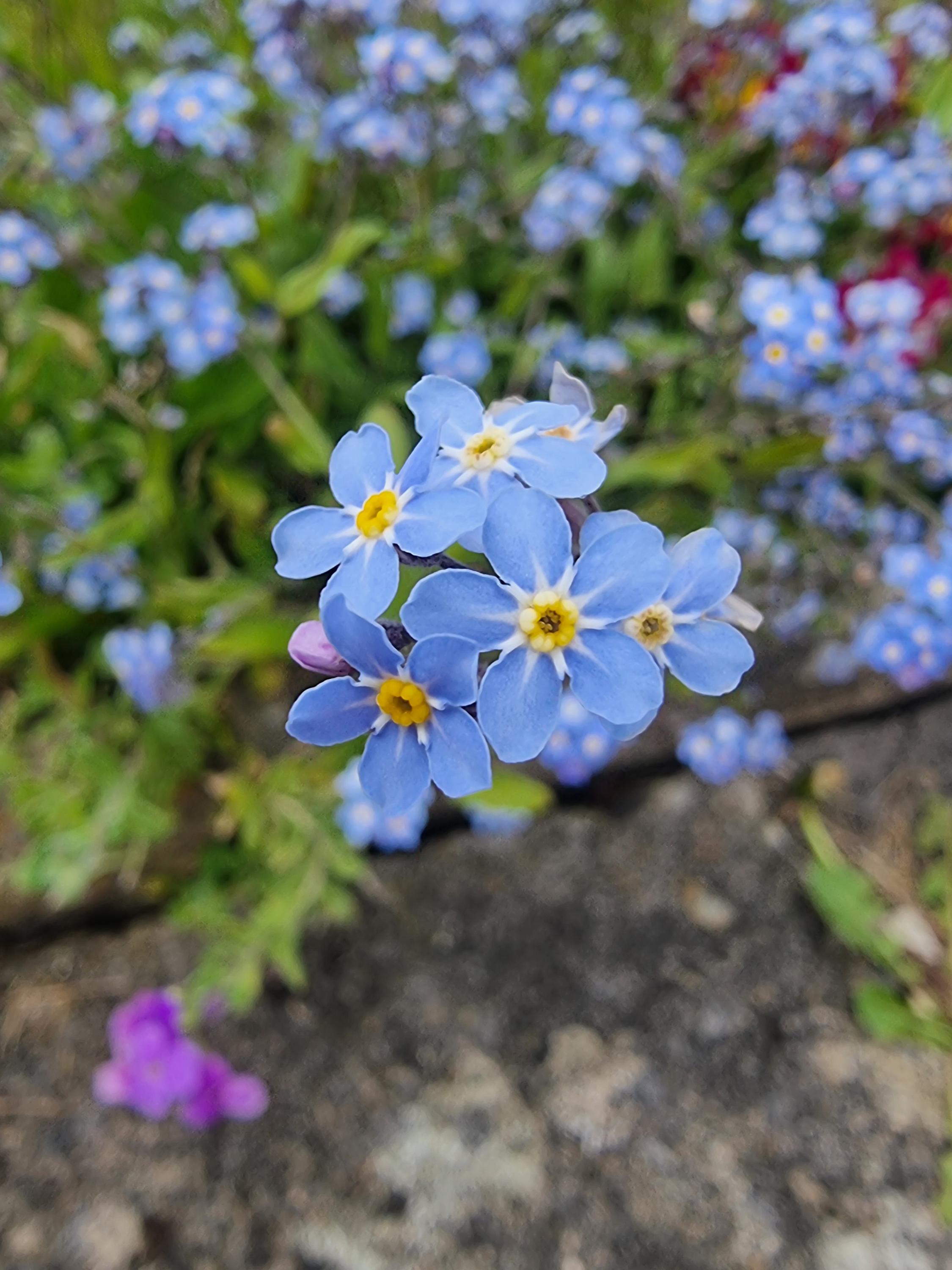 40 Personalised in Loving Memory Funeral Memorial Remembrance Forget Me ...