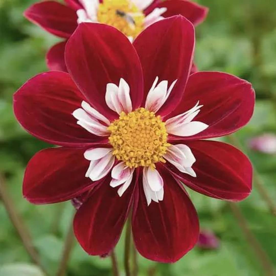 Mary Eveline Dahlia Tuber - Etsy