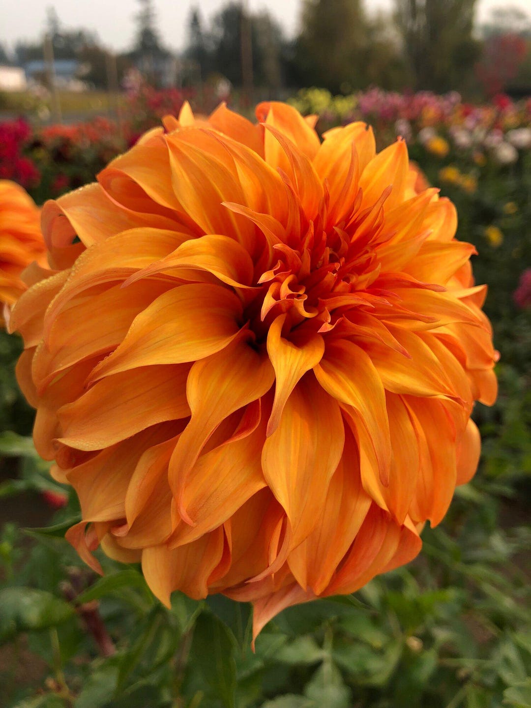 Bloomquist Jean Dahlia Tuber - Etsy