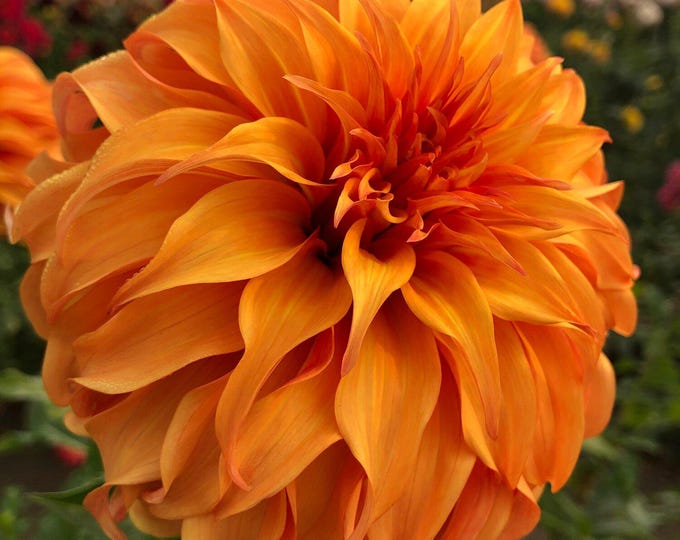 Bloomquist Jean Dahlia Tuber - Etsy