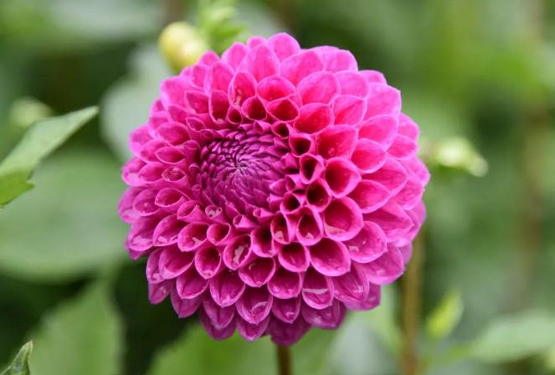 Nijinsky Dahlia Tuber - Etsy