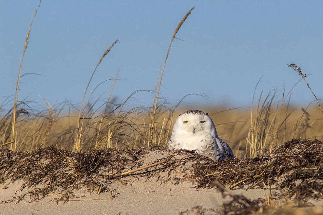 Snowy Owl in Beach Dune - Duxbury Beach, Massachusetts - Bird Photo ...