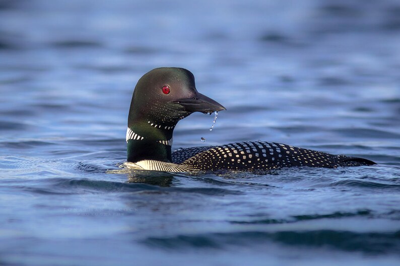 Common Loon in Morning Light on the Quabbin Reservoir - Massachusetts ...