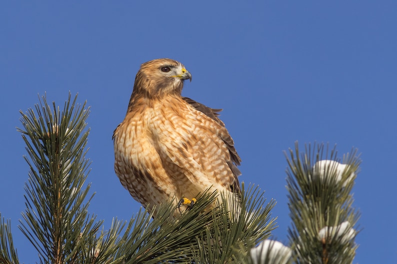 Red-tailed and Red-shouldered Hawk Hybrid Massachusetts Bird Photo ...