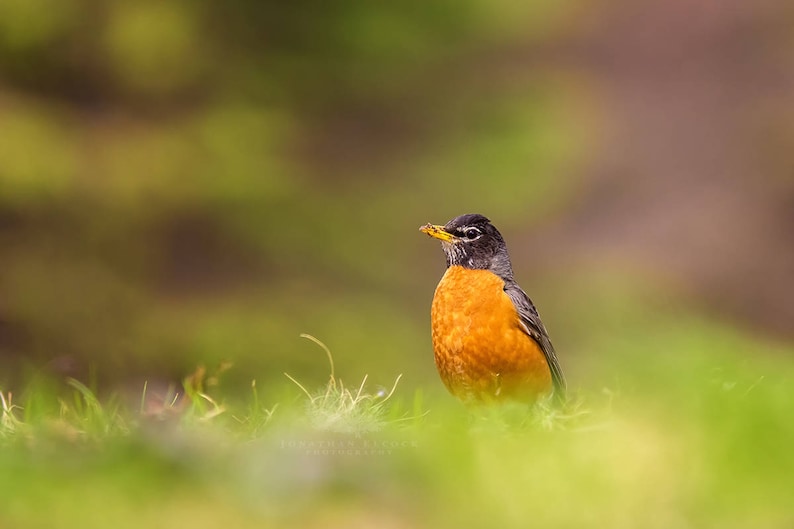 American Robin Standing in Spring Colors - Maudslay State Park ...