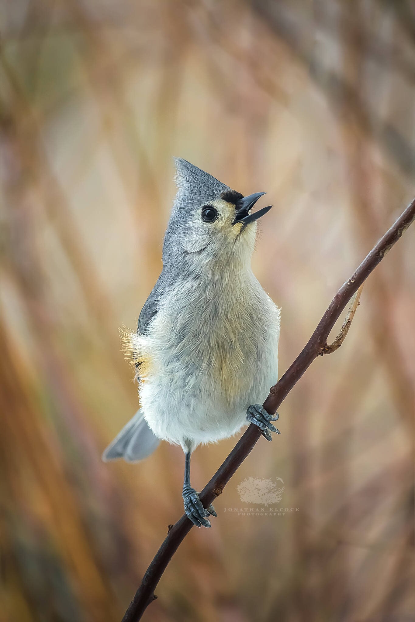 Tufted Titmouse Singing in Front of Autumn Colors - Connecticut - Bird ...