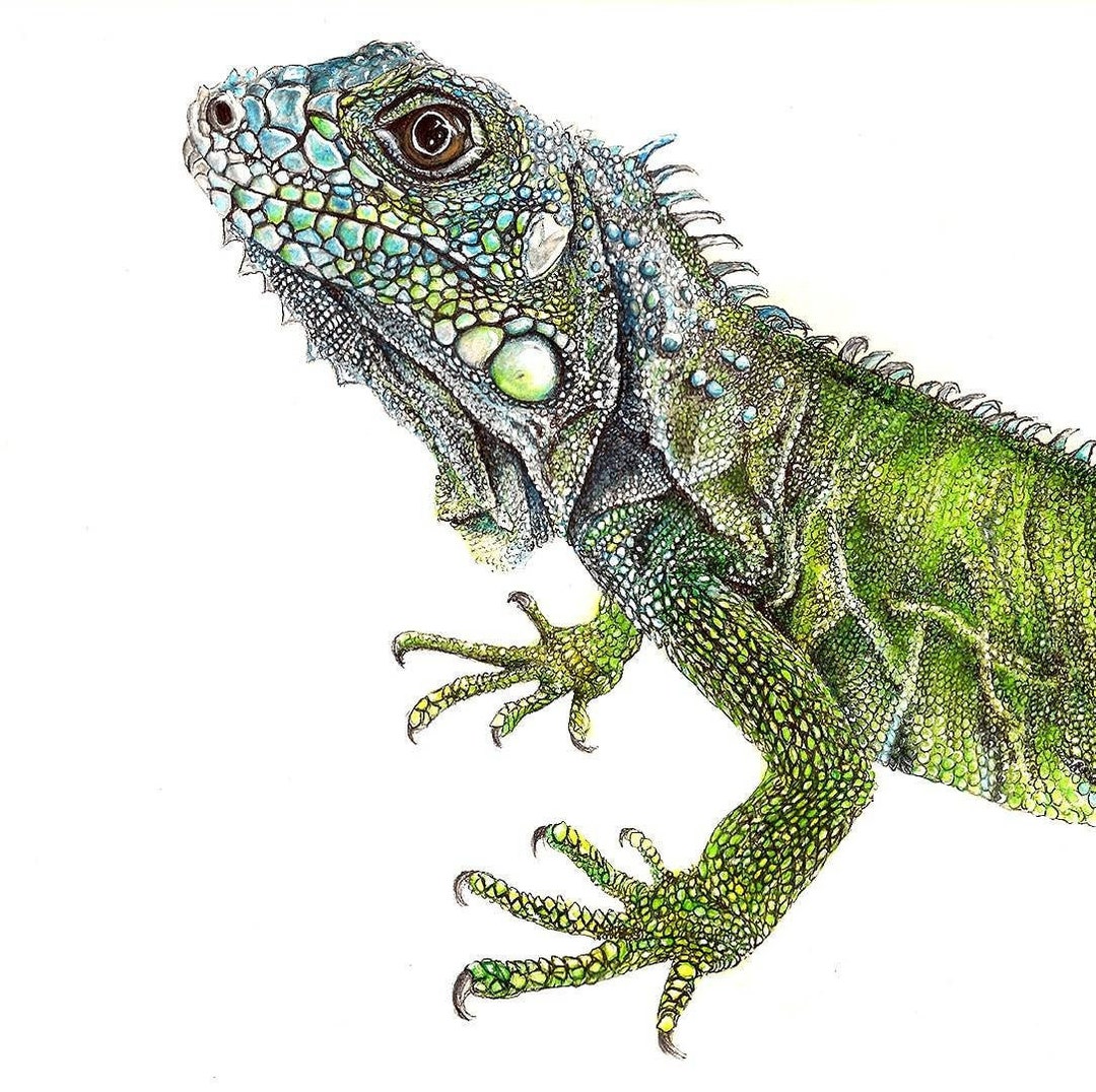 Green Iguana Signed Giclee Art Print, Lizard Art Print- Iguana Wall ...