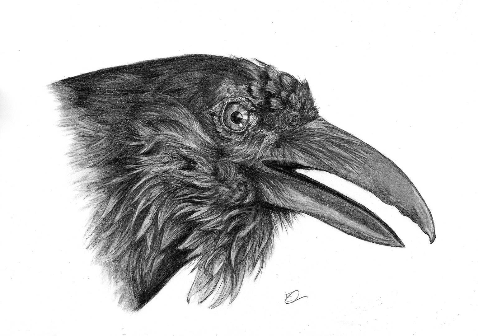 Rabe Zeichnung Illustration Tierkunst Wildlife Art Gothic | Etsy