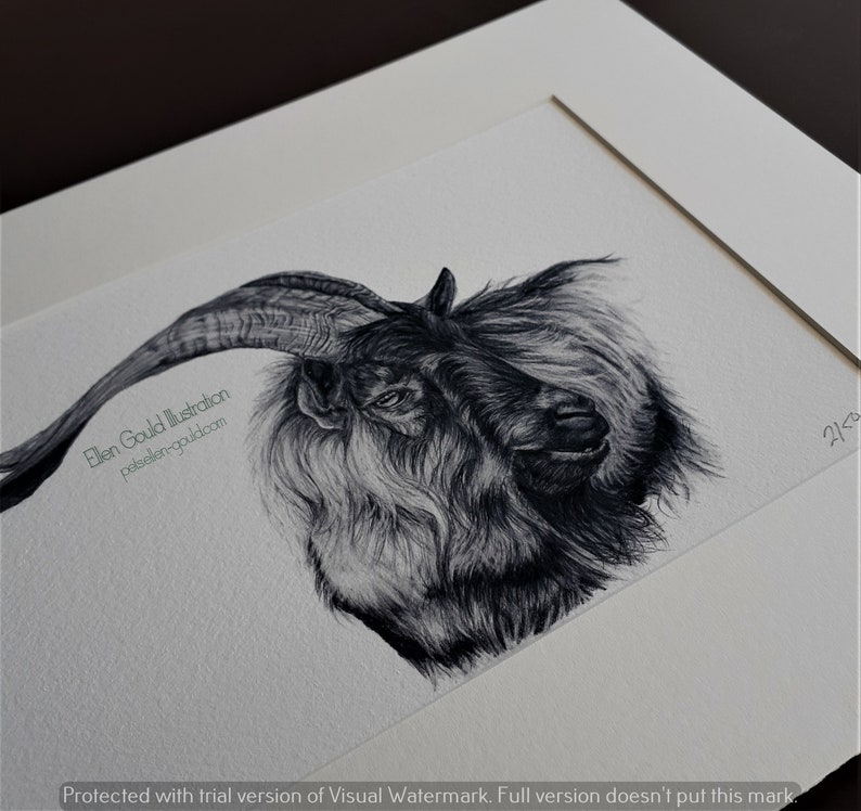 Highland Goat Signed Giclee Art Print - Black Phillip - the Vvitch ...