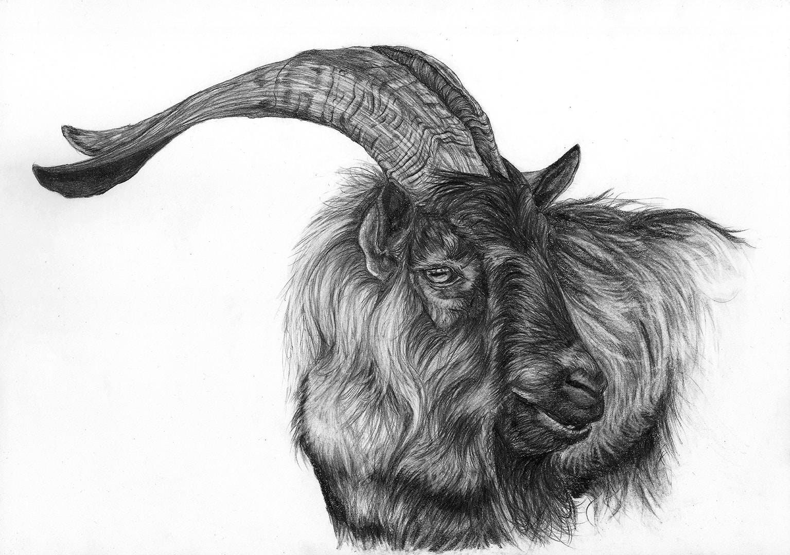 Highland Goat Signed Giclee Art Print - Black Phillip - the Vvitch ...
