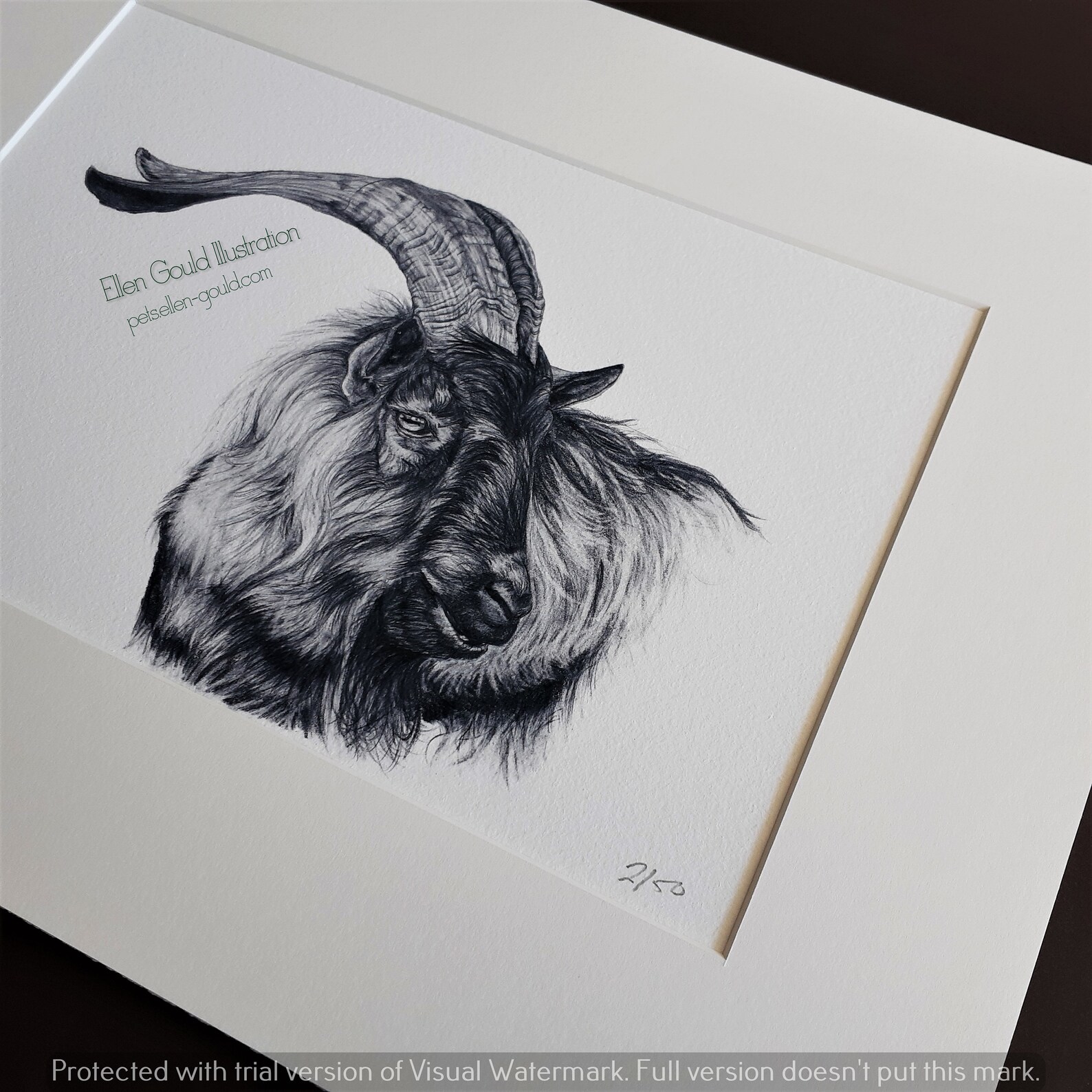 Highland Goat Signed Giclee Art Print - Black Phillip - the Vvitch ...