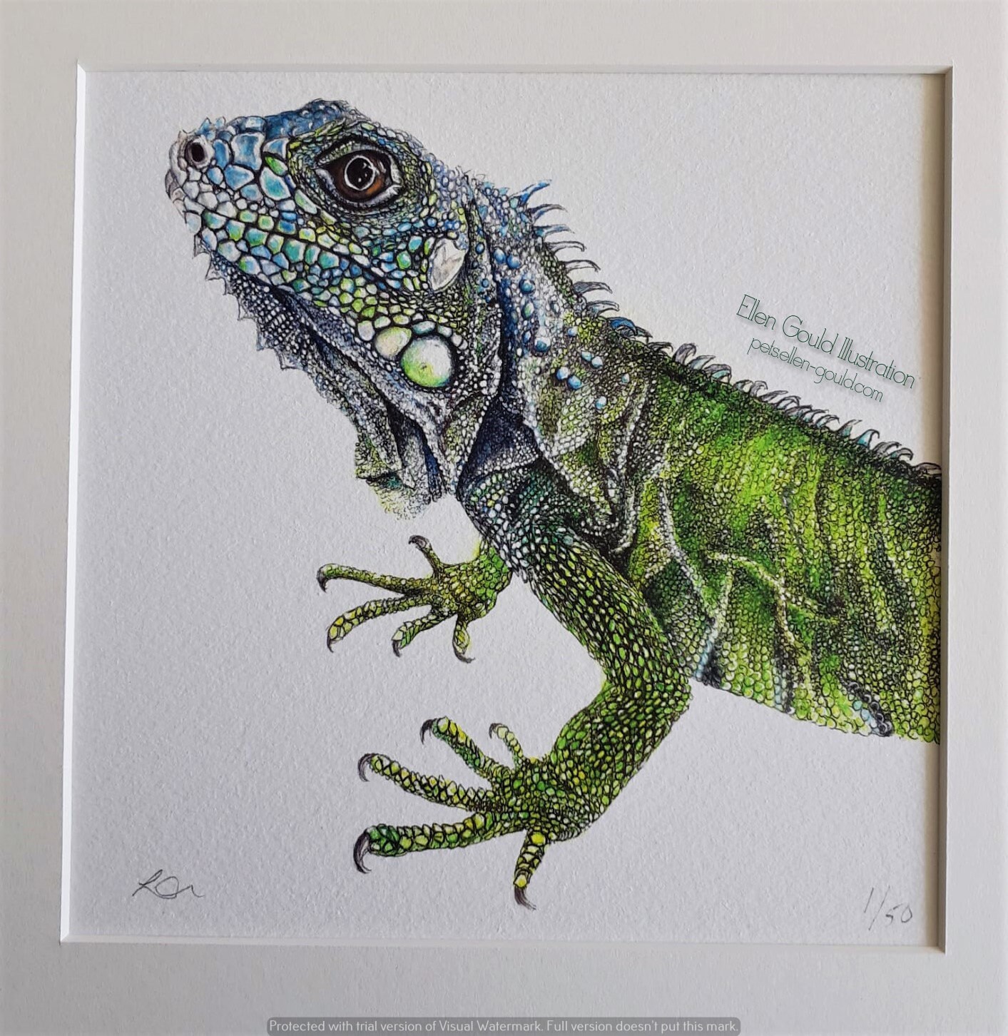 Green Iguana Drawing