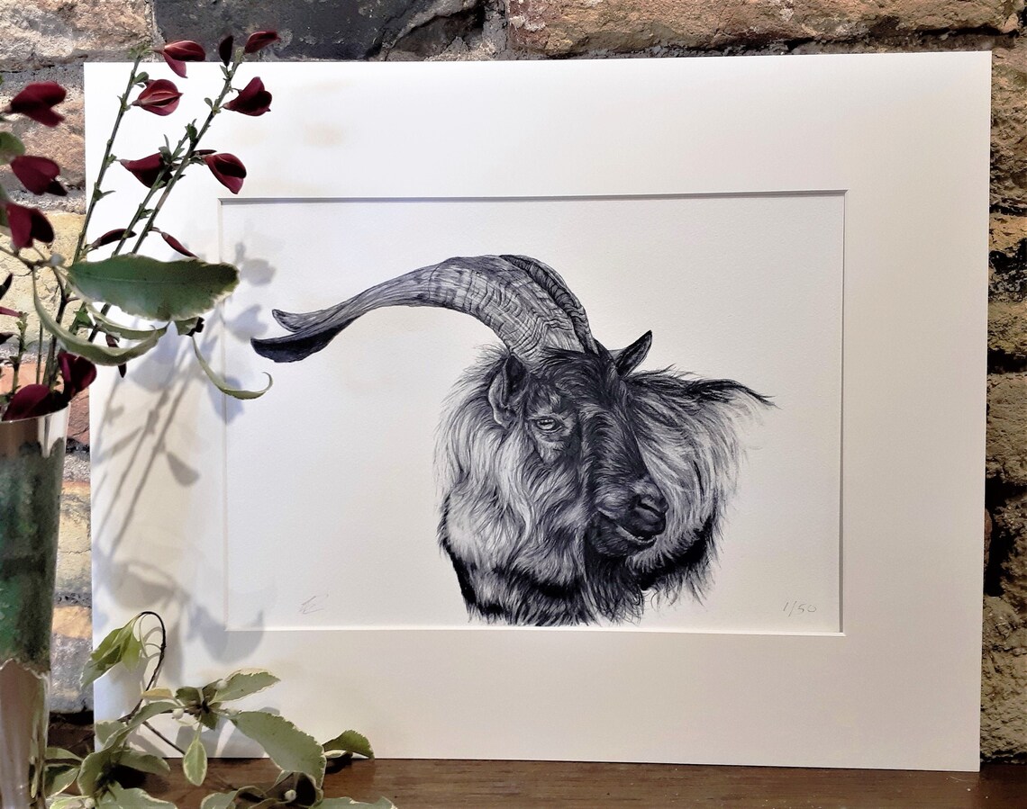 Highland Goat Signed Giclee Art Print - Black Phillip - the Vvitch ...