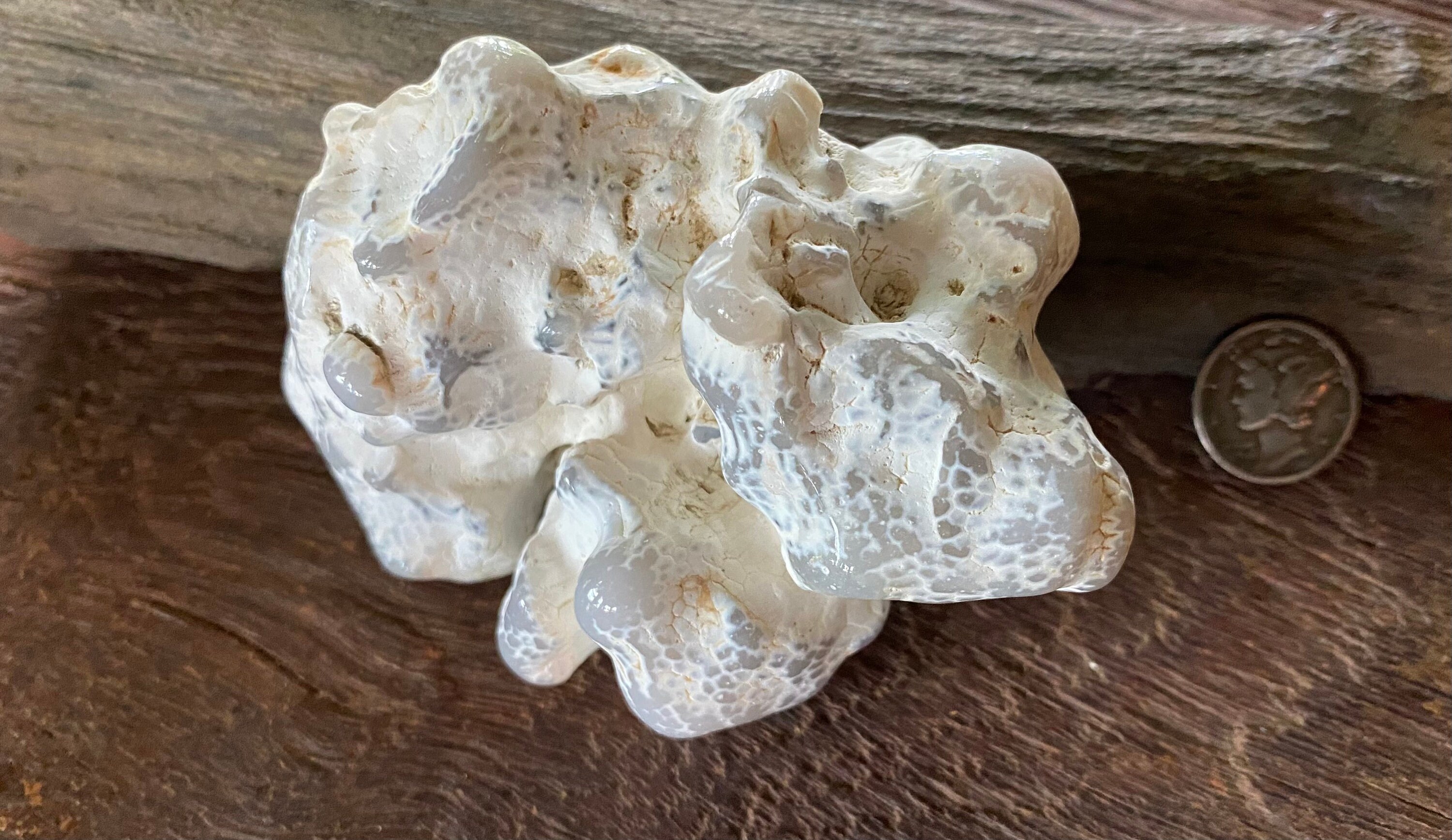 1/2 LB-SNAKESKIN AGATE, Knobby Palm Stone, Polished, 195.60 Grams ...