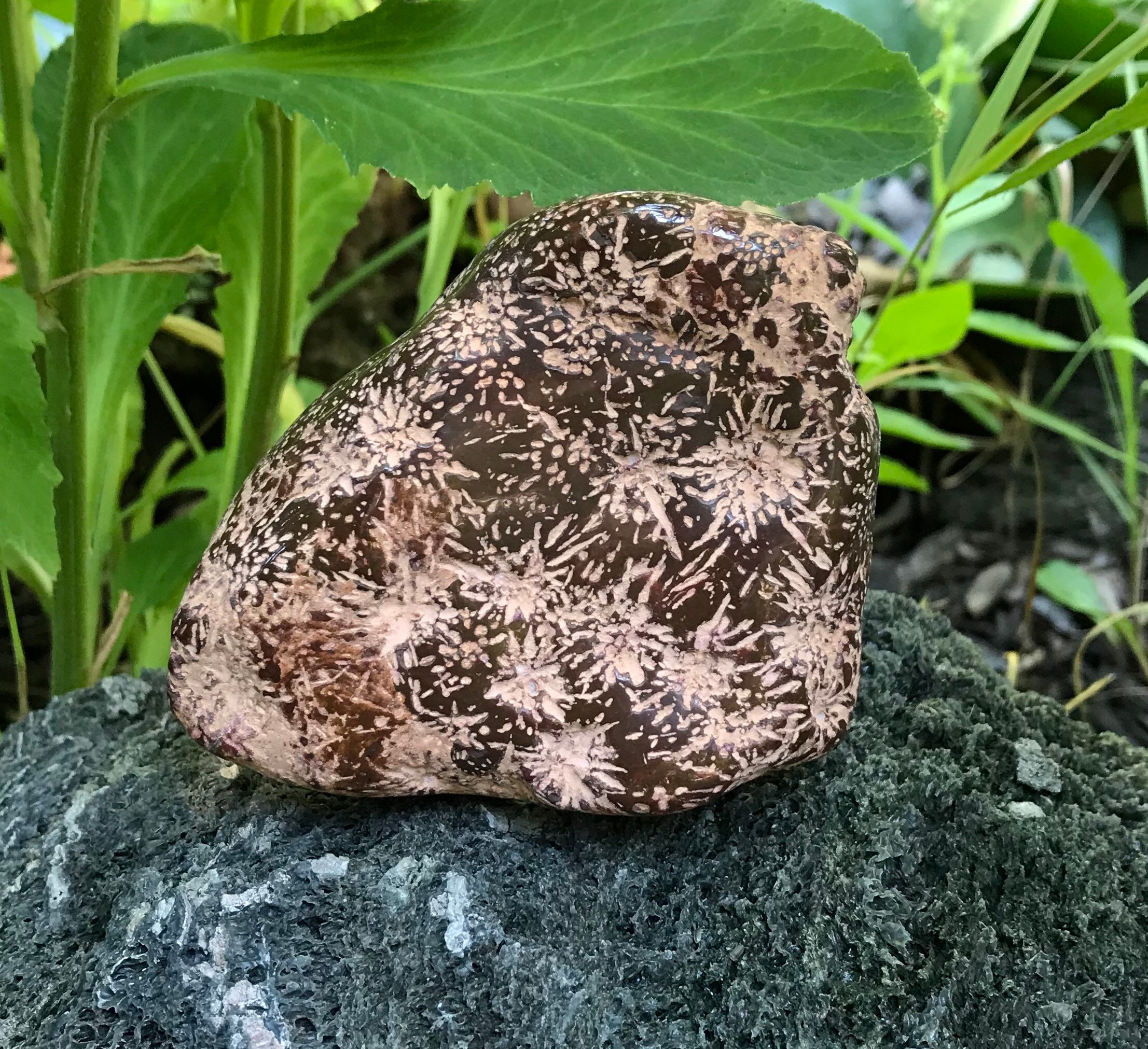 1/2 LB Starburst Jasper, Large Palm Stone, Mexico, 282.5 Grams, 10 ...