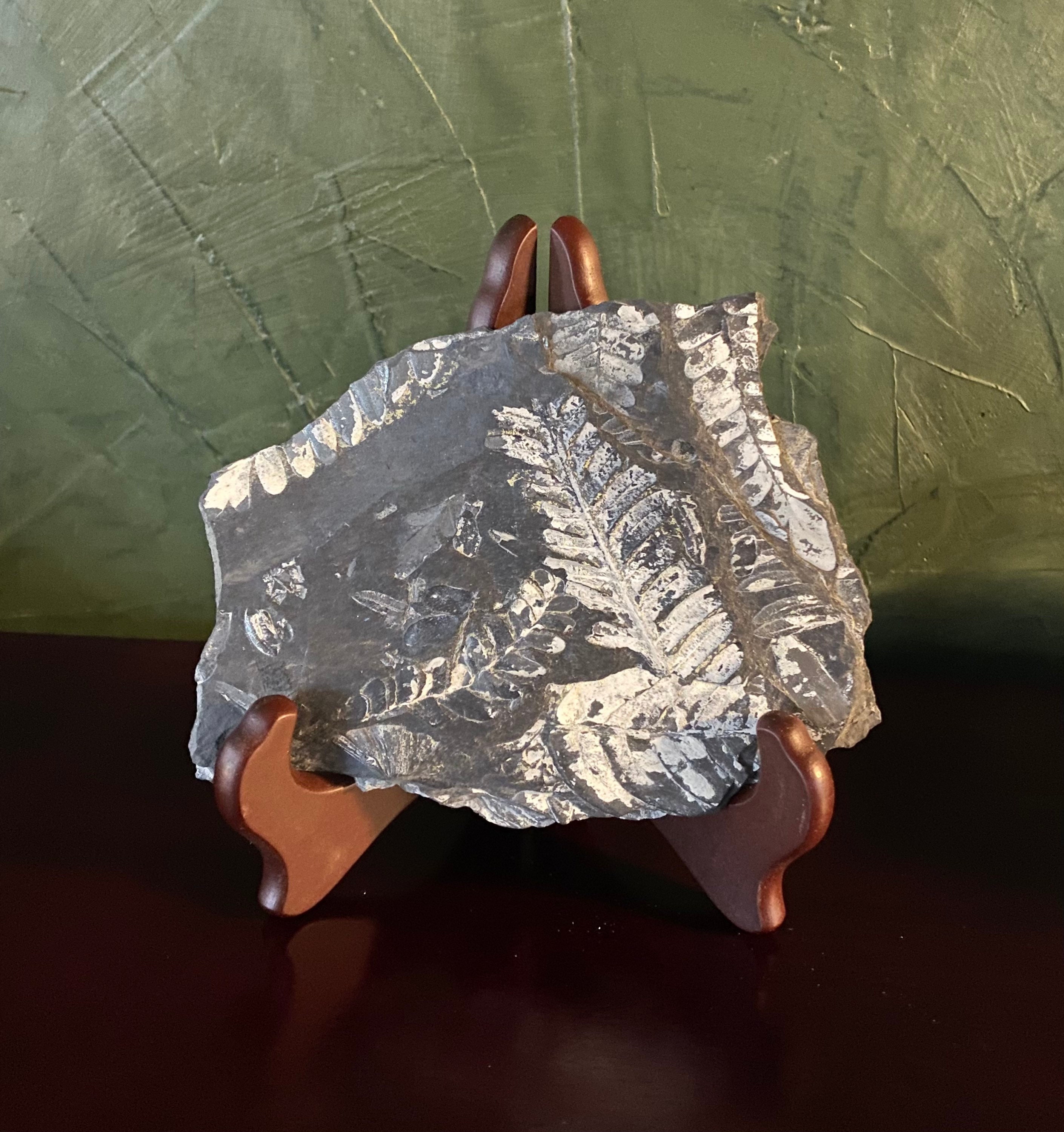 1/2 LB FERN FOSSIL Slab, Pecopteris Pennsylvanian, Vigo County, Indiana ...