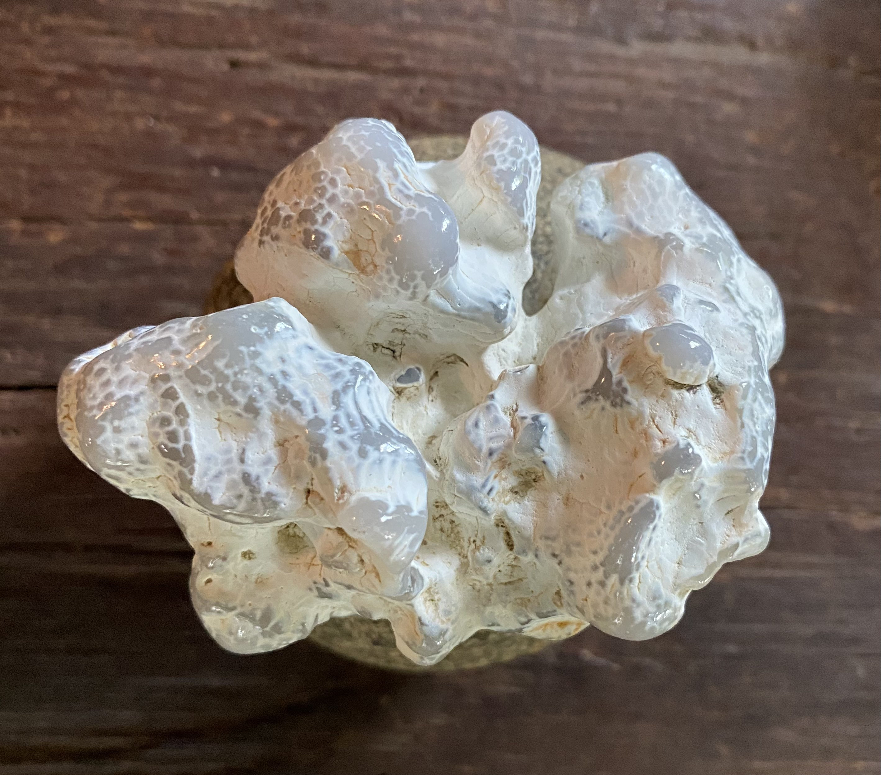 1/2 LB-SNAKESKIN AGATE, Knobby Palm Stone, Polished, 195.60 Grams ...