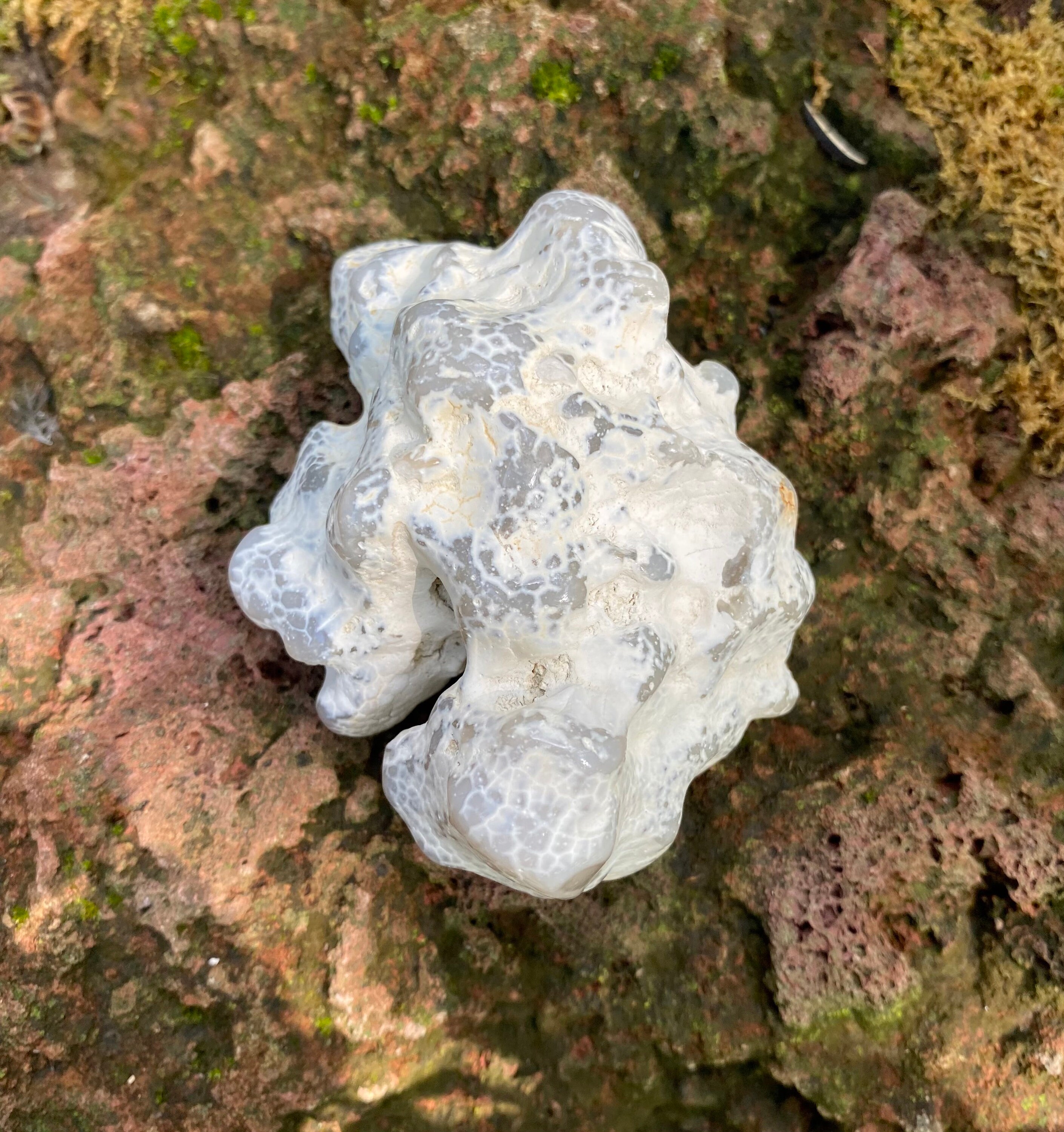 1/2 LB-SNAKESKIN AGATE, Knobby Palm Stone, Polished, 195.60 Grams ...