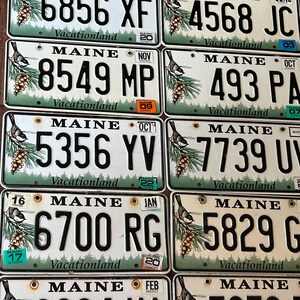 License Plate Choice Maine Chickadee Bird Pine Tree, Maine License ...
