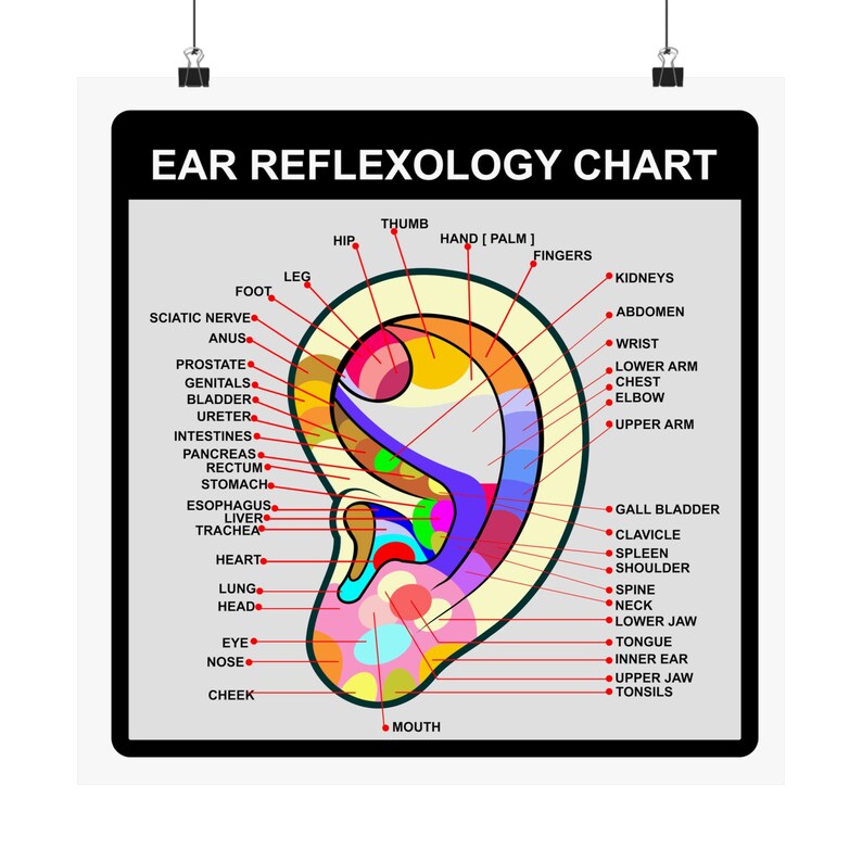 Ear Reflexology Posters - Etsy Canada
